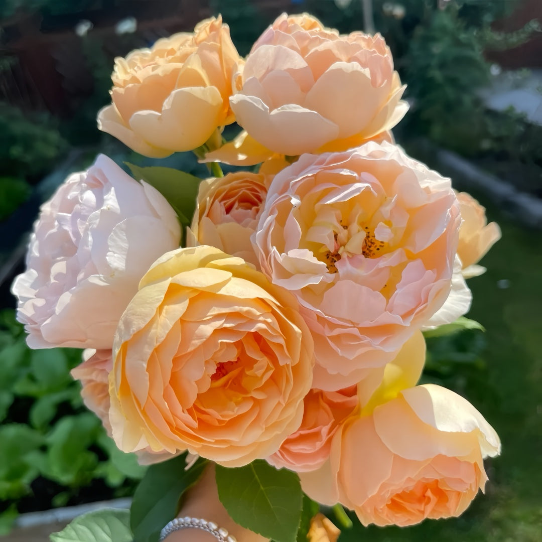 Jude the Obscure Rose – Bright Yellow Blooms with Powerful Fragrance – Rosesplant