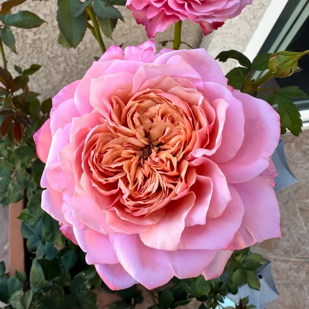 What Are the Pros and Cons of the Miyabi Rose? – Rosesplant