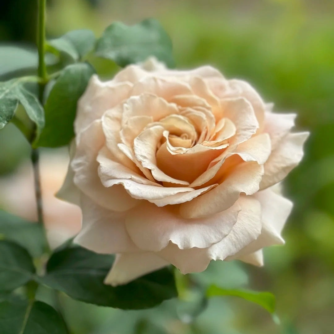 What Is a asian roses? The Queen of Flowers Explained – Rosesplant