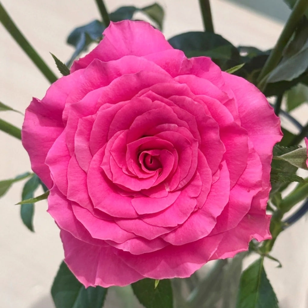 Hotspot Rose: Cultivating the Epitome of Elegance and Enduring Beauty ...