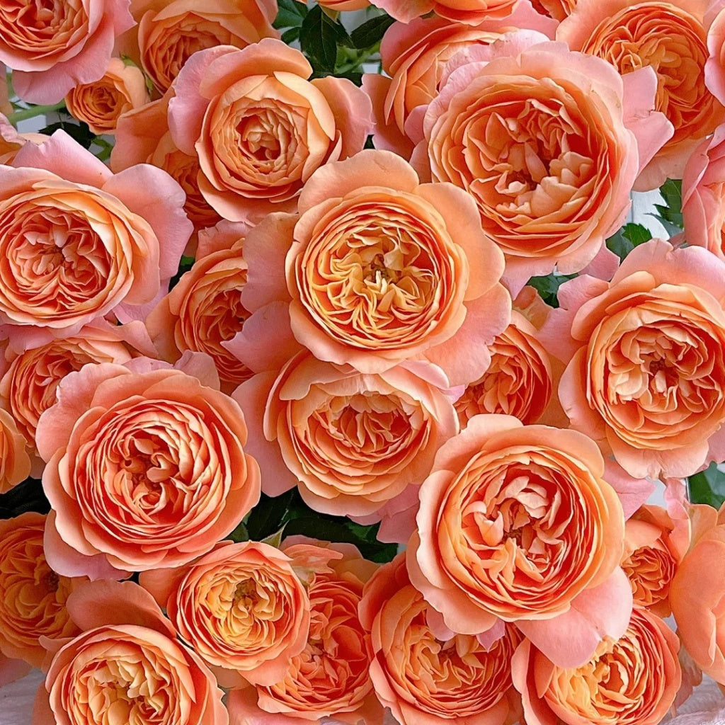 Terrace Rose – Compact Balcony Power Blooms, 4-Season Color for Small ...