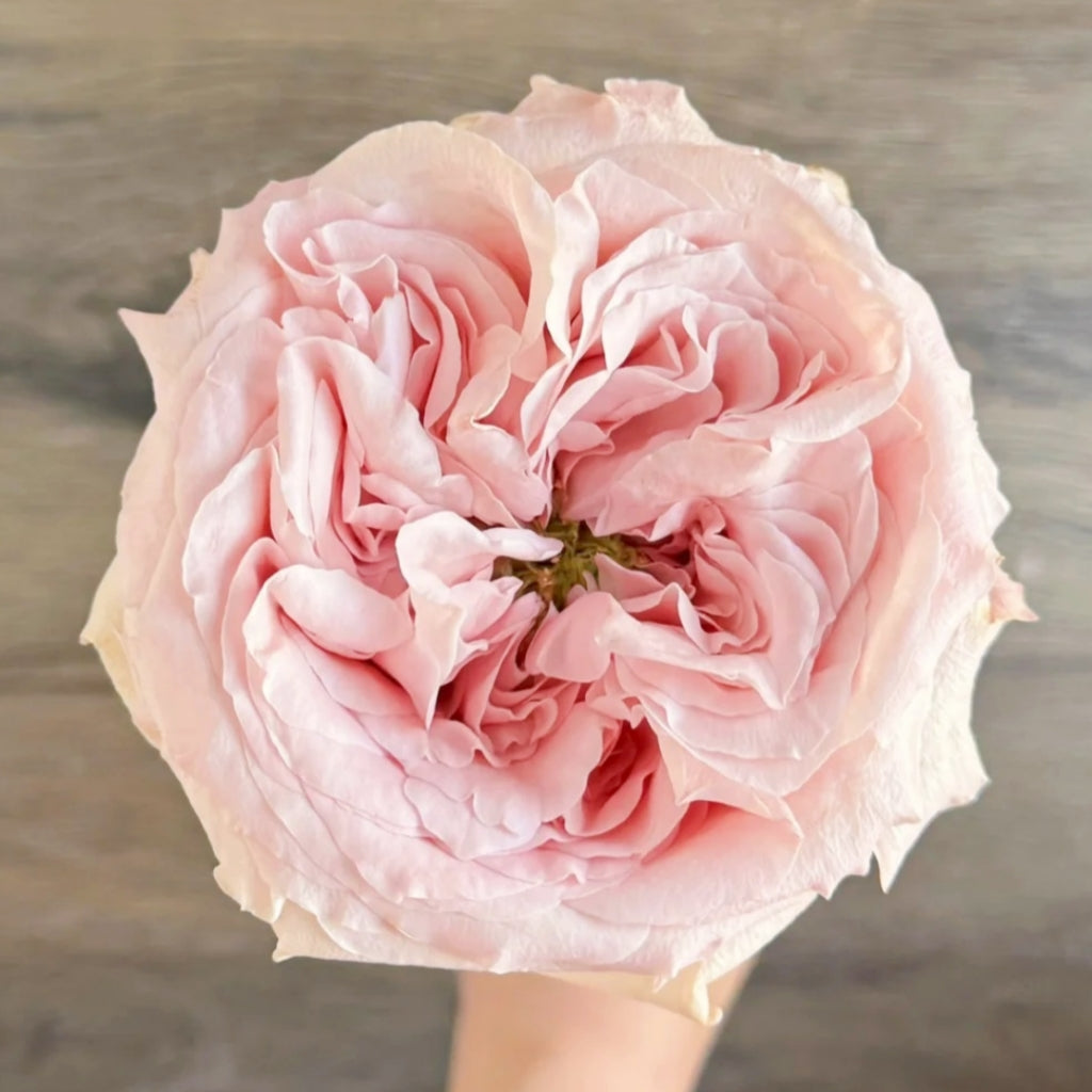 Norma Jean Rose: The Modern Cut Rose Revolutionizing Floral Design ...