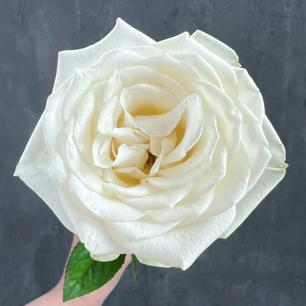 Snowstorm Rose: The Pure White Cut Rose for Elegant, Lasting Floral De ...