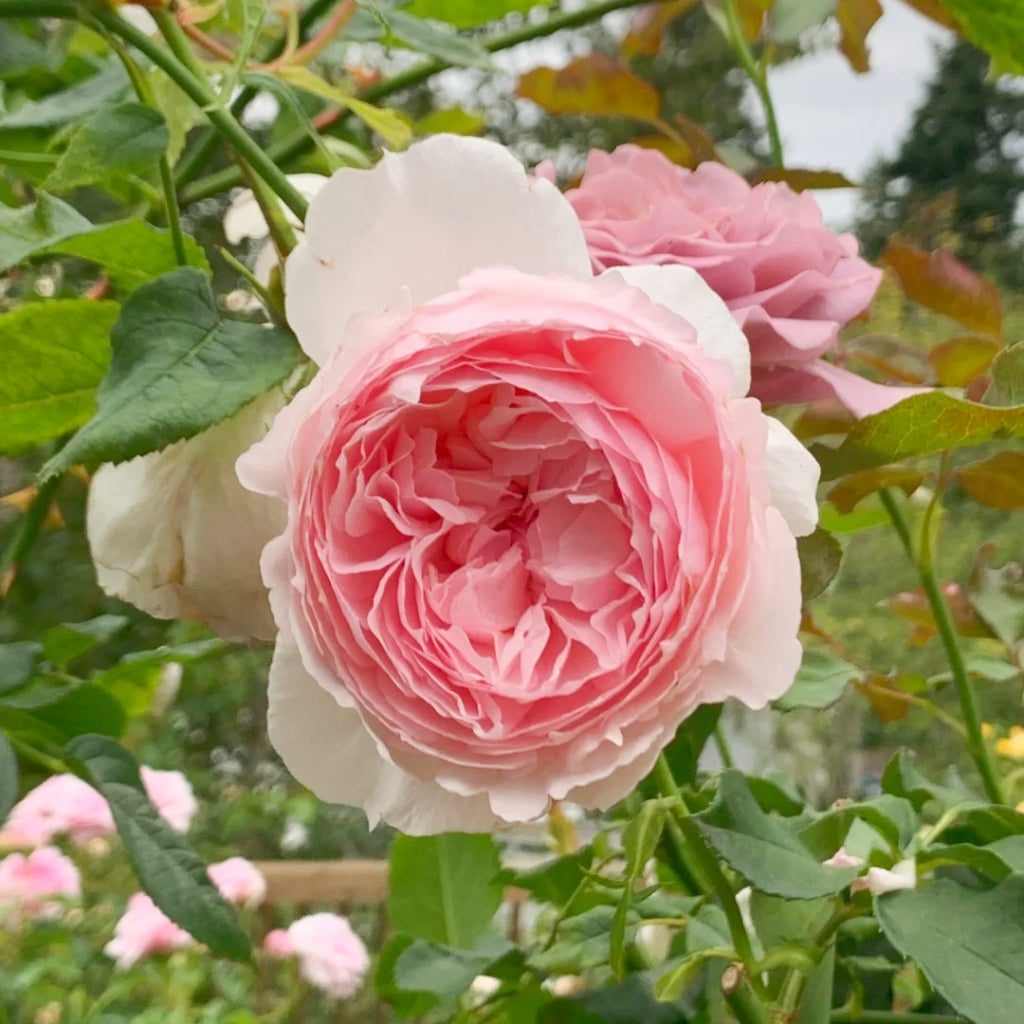 The Wedgwood Rose – A Silky, English Beauty for Romantic Gardens ...