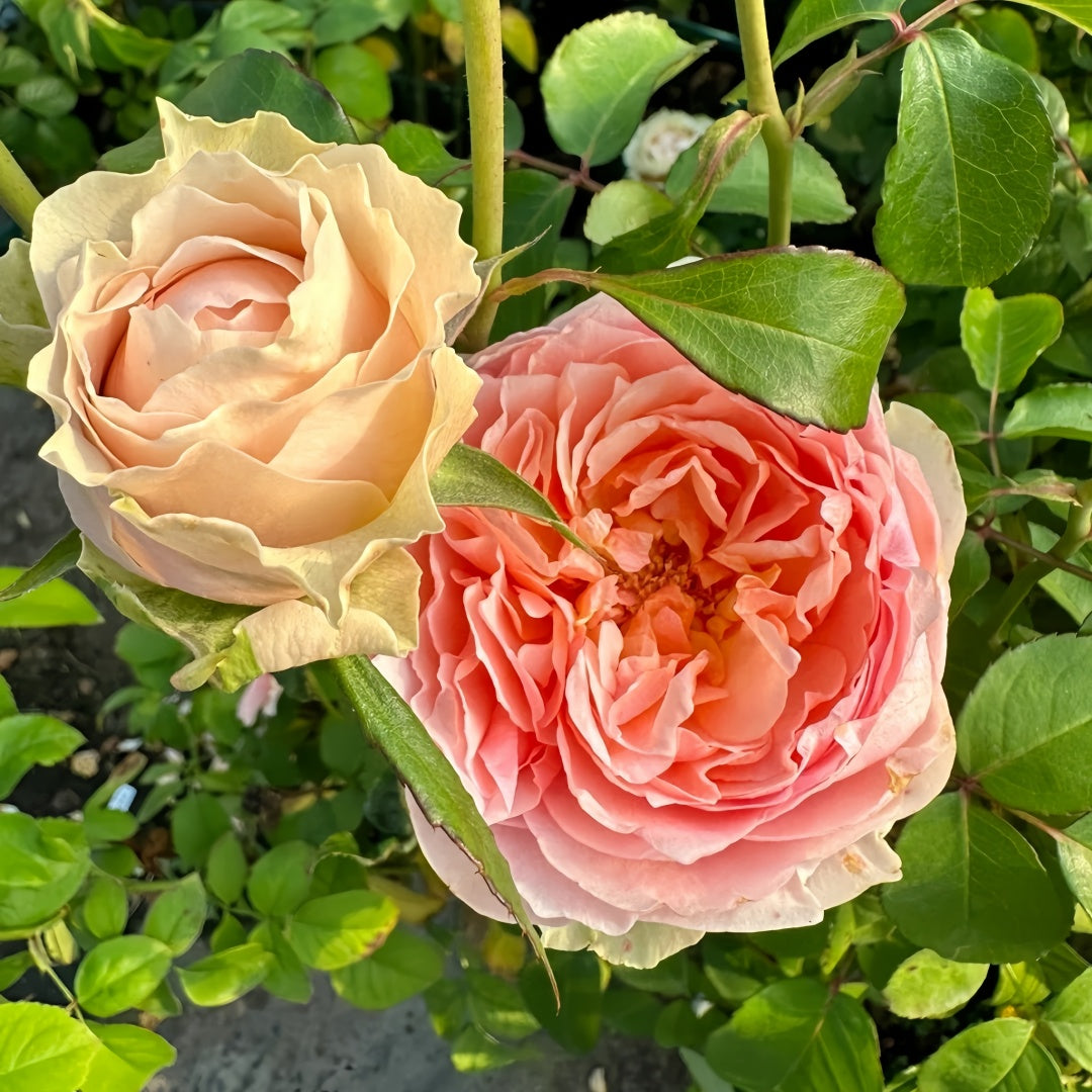 Victoria Bride Rose – German-Bred Shrub Rose with Peach-Pink Gradient ...