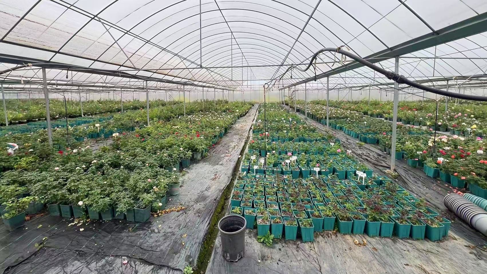 Toffee Rose – Unique Brown Cut Rose with Long Vase Life – Rosesplant