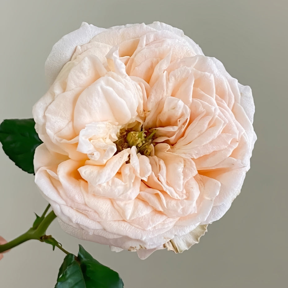 Asian Roses – Rare Fragrant Beauties from Japan & China – Rosesplant