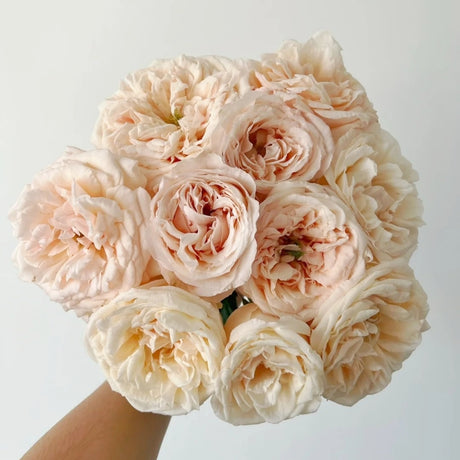 Juliet Rose – The Most Beautiful and Expensive Cut Rose in the World ...