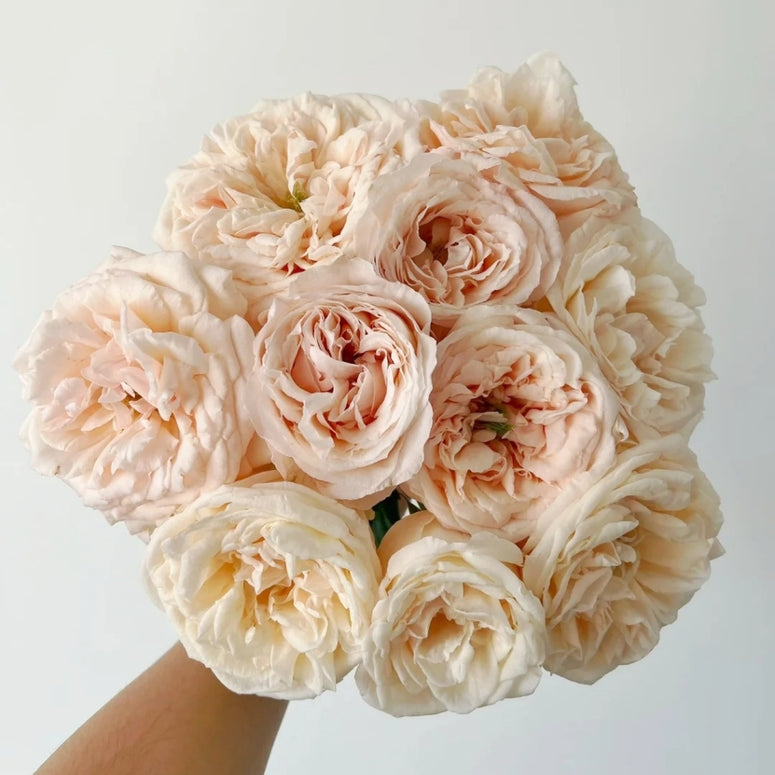 Asian Roses – Rare Fragrant Beauties from Japan & China – Rosesplant