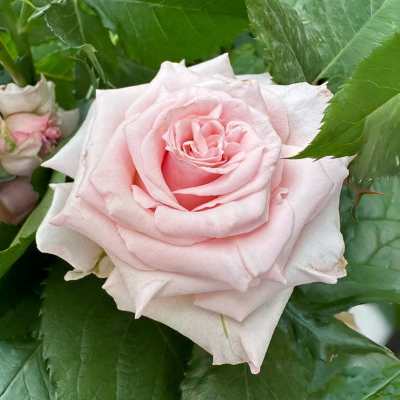 White Powder on Rose Leaves – What Is It and Should You Be Concerned ...