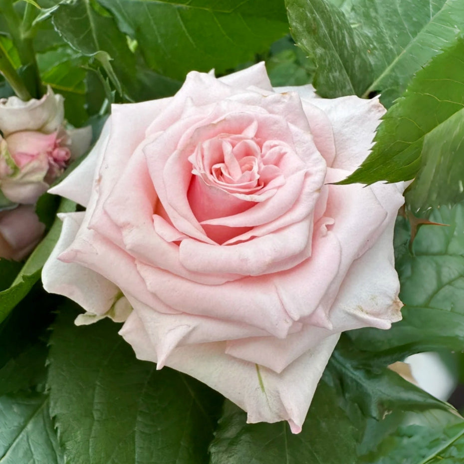 White Powder on Rose Leaves – What Is It and Should You Be Concerned ...