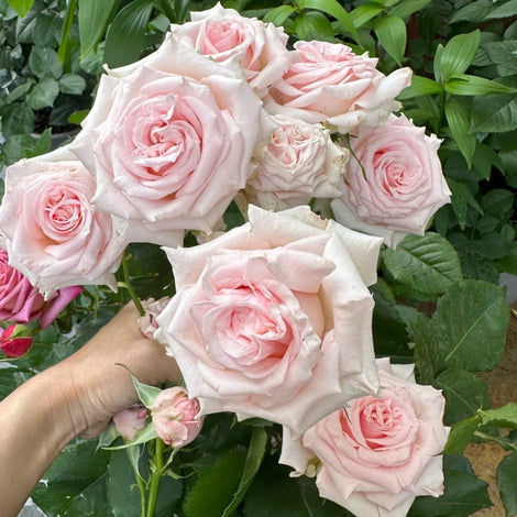 White Powder on Rose Leaves – What Is It and Should You Be Concerned ...