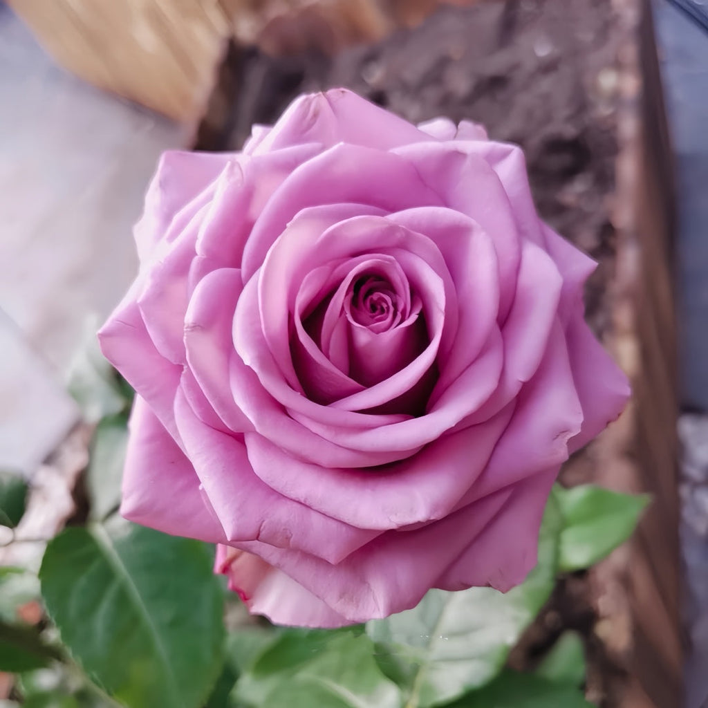 Cool Water Rose – Rosesplant
