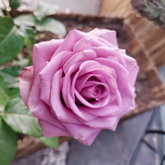 Cool Water Rose – Rosesplant