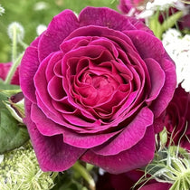 Juliet Rose – The Most Beautiful and Expensive Cut Rose in the World ...
