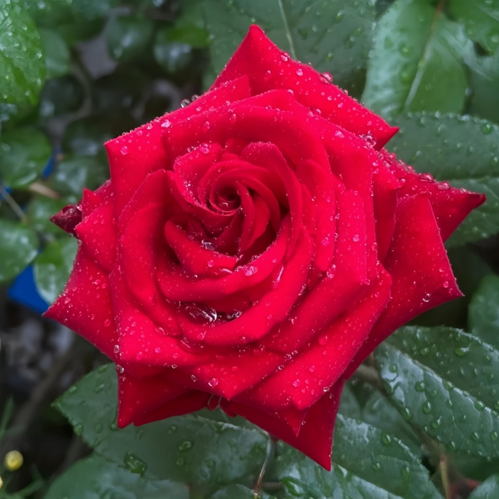 Ingrid Bergman Rose – Rosesplant