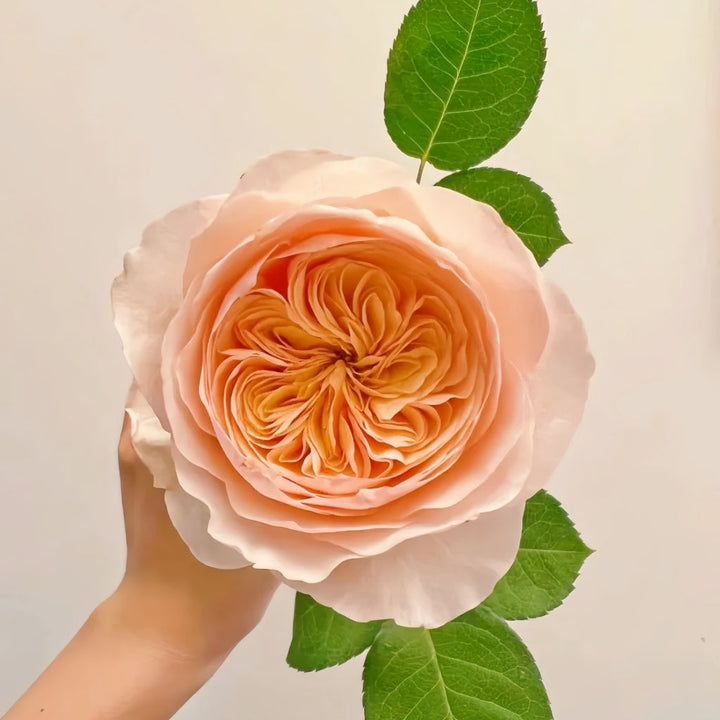 Toffee Rose – Unique Brown Cut Rose with Long Vase Life – Rosesplant