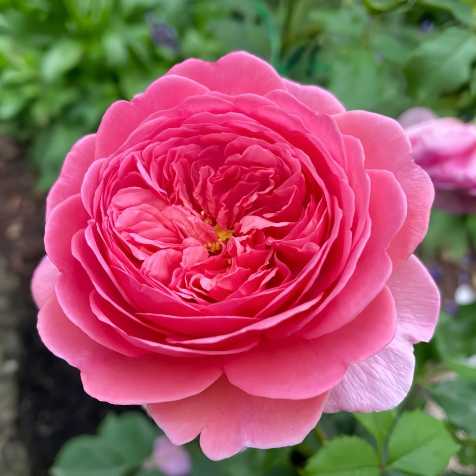 Best Time to Plant Roses: A Seasonal Guide – Rosesplant